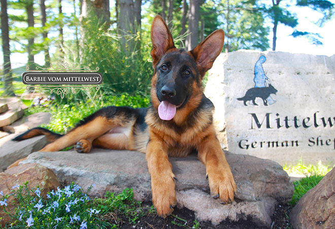 Mittelwest's Champion Female German Shepherds For Sale