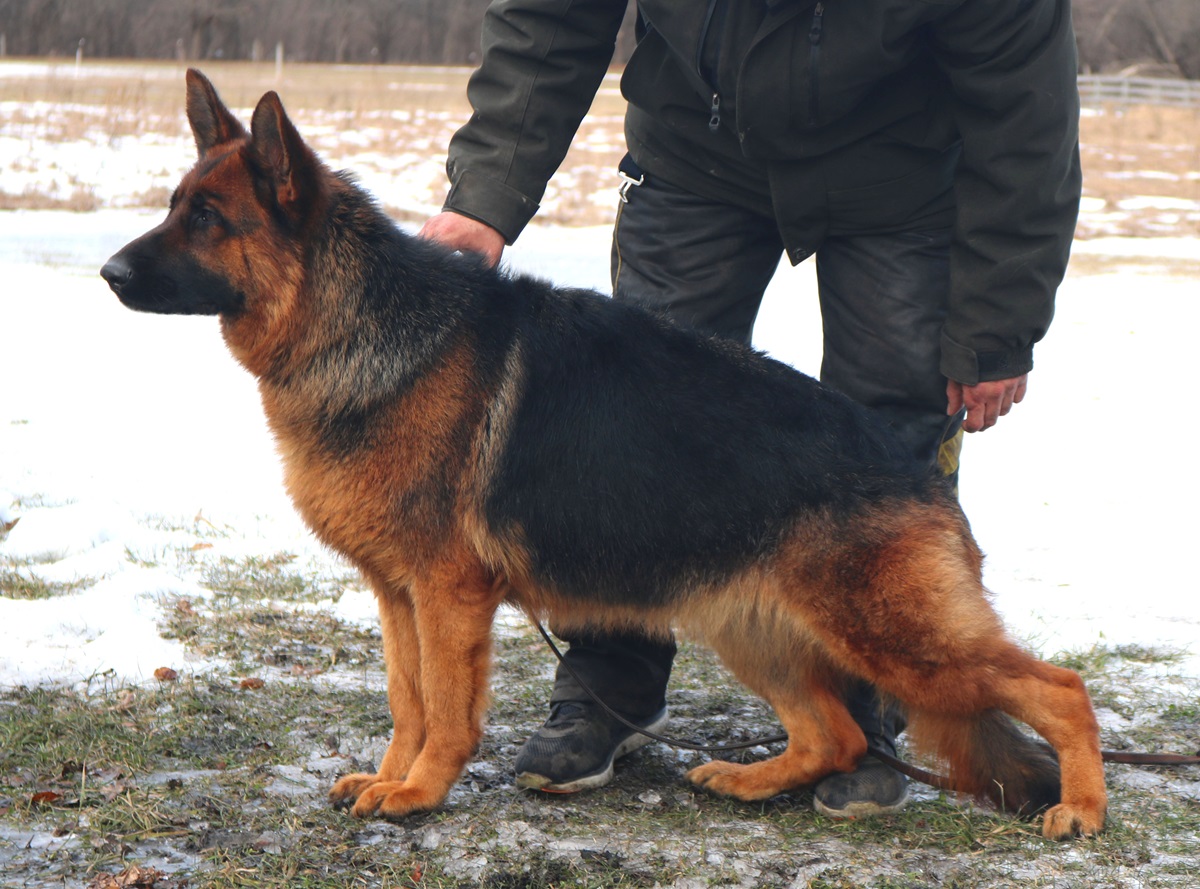New CDC Dog Import Permit: Bringing Your Dog Home To U.S. New CDC Dog Import Permit: Bringing Your Dog Home To U.S.