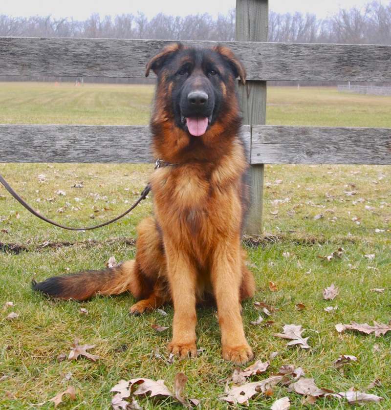 King-Size German Shepherd Dogs - What You Need To Know