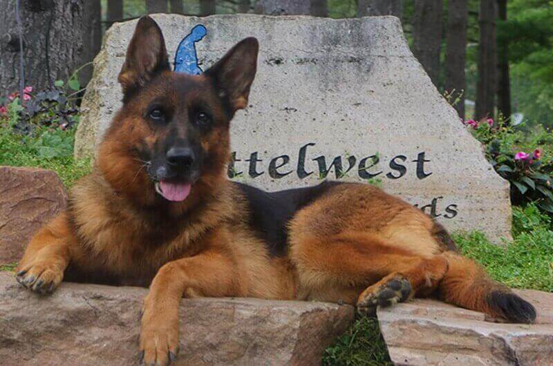 When Is A German Shepherd Considered As Fully Grown?