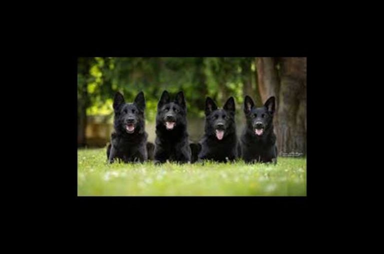 Average Lifespan Of A German Shepherd
