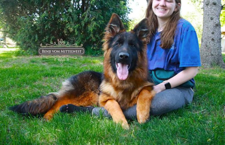 Female German Shepherd Traits: Loyalty, Intelligence & Care