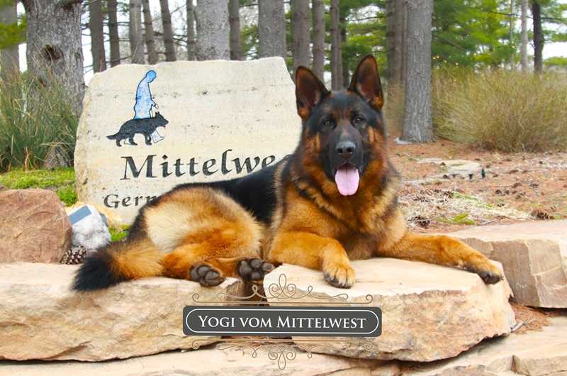 Male Vs Female German Shepherd: Personality & Lifestyle Fit