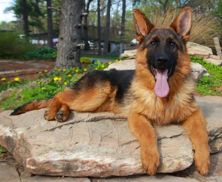 The Benefits Of A Working Line German Shepherd For Security