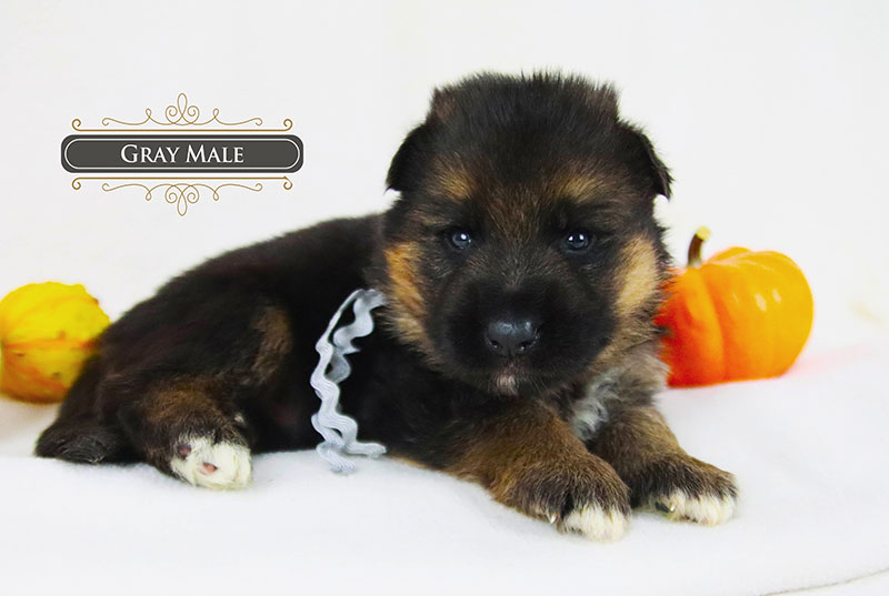 For Sale - Puppies For Sale - Current Litters - Vello & Kalua ...